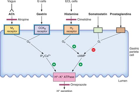 Action Structure