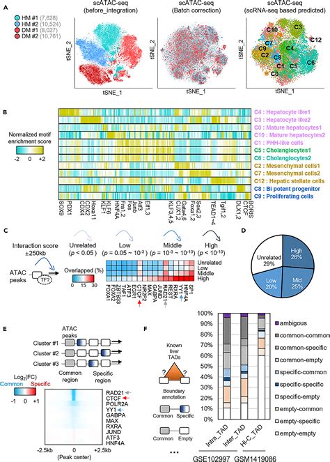Integrative Analysis Of Single Cell Rna Seq And Atac Seq Reveals Heterogeneity Of Induced
