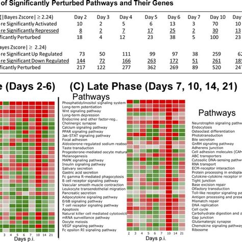 Dynamic Bayesian Gene Group Activation Dbgga Pathway Analysis A Download Scientific