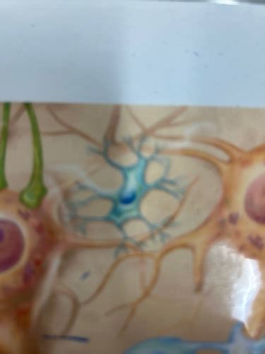 Nervous Tissue Lab Flashcards Quizlet