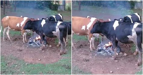 Video Of Cows Gathered Around Fire To Beat Cold Weather Sparks