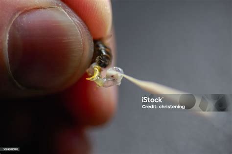 양 봉가 드 론을 들고 하 고 정자를 수집 꿀 꿀벌의 인공 수정입니다 꿀벌의 유전 물질을 수집 벌에 대한 스톡 사진 및 기타 이미지 Istock