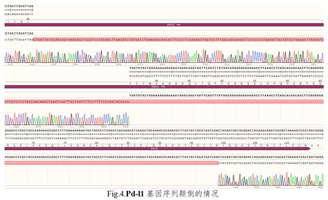 敲除细胞系构建 南京科瑞斯生物科技股份有限公司