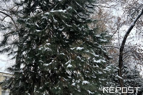 В Узбекистане потепление сменится дождями и снегом