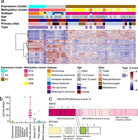 Gene Expression Analysis A Expression Clustering In 49 Gct Samples On