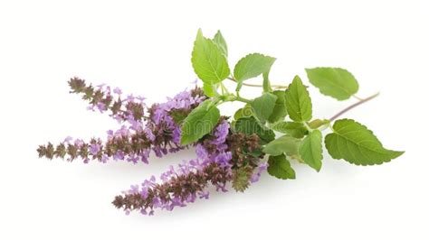 Thai Basil Flower Patchouli Plant Isolated White Background Stock Image