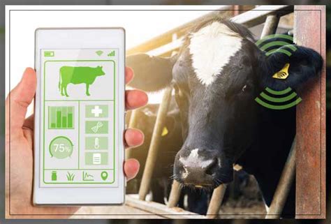 Livestock Monitoring In Agriculture Using Iot Al Ardh Alkhadra