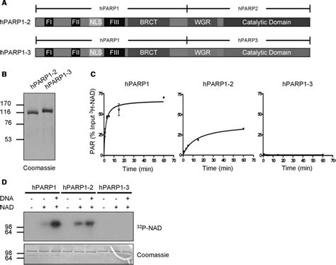 The Carboxyl Terminal Domains Of Parp1 Parp2 And Parp3 Cannot Download Scientific Diagram