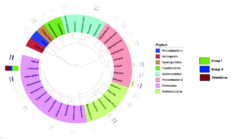 Circular Maximum Likelihood Of Phylogenetic Tree At The Genus Level