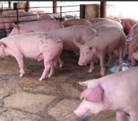 Compra Venta De Puercos En Santa Clara