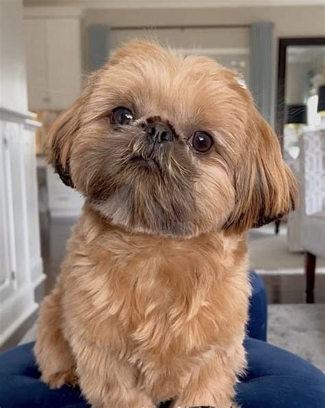 Shih Tzu Colors Artofit