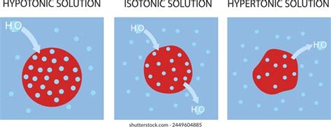Isotonic Diagram Darrow Yannet Diagrams Isotonic Hypotonic And
