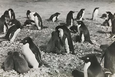 15 Macaroni Penguin Facts Predators Diet Range And More