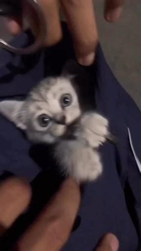 Aww So Cute Video Aww So Cute Video
