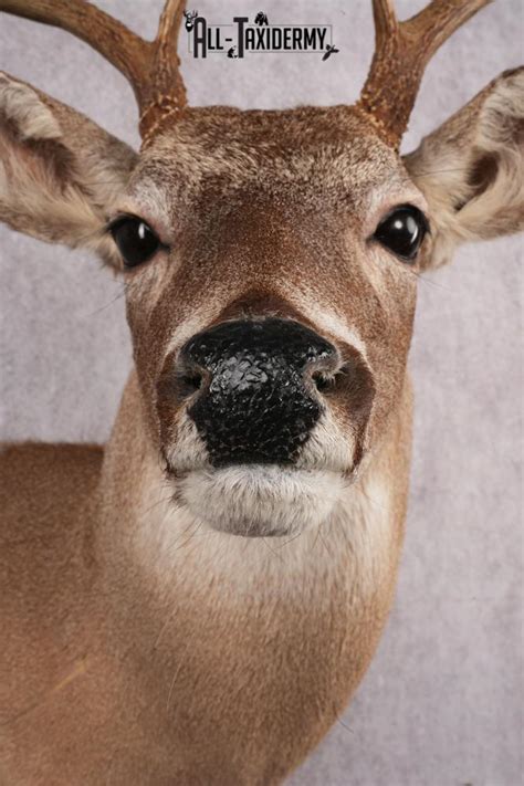 Coues Deer Taxidermy Mount For Sale Sku 2700 All Taxidermy