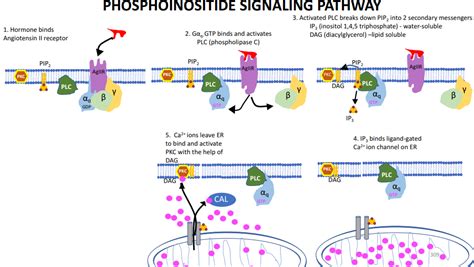 Solved Examine The Phophoinositide Signaling Pathway On S