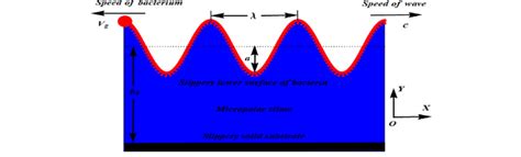 Schematic Diagram Of Two Dimensional Undulating Surface Model Download Scientific Diagram