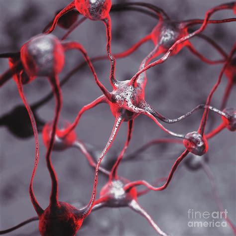 Biological Neural Network Interconnected Neurons Of Human Brain Digital