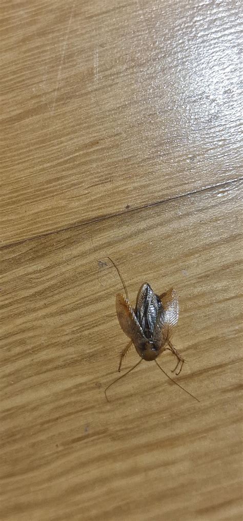Is It A Cockroach A Forest Or Bad Evil House Cockroach Rwhatisthisbug