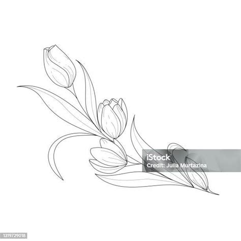식물 학적 그림 튤립 꽃 흑백 꽃꽂이 흰색 배경에 꽃 선형 아트의 손 그림을 스케치합니다 벡터 일러스트레이션 0명에 대한 스톡 벡터 아트 및 기타 이미지 Istock