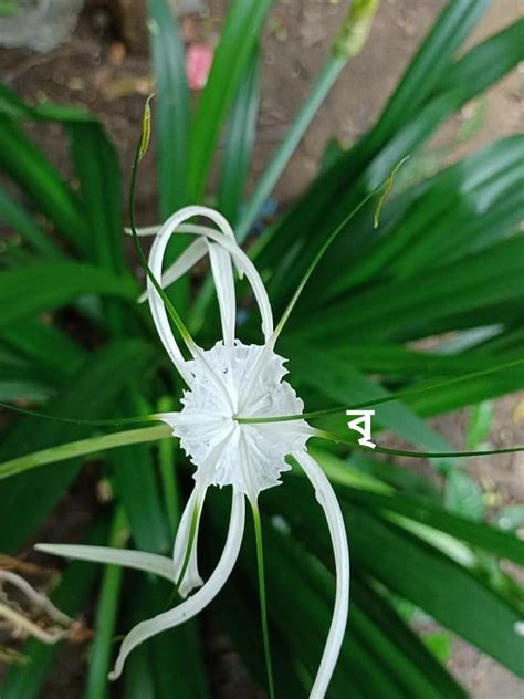 Bree বৃ রাতে যখন বেড রুমে বসে থাকি তখন তীব্র মিষ্টি গন্ধ এসে নাকে লাগে। ভিতর থেকে অন্যরকম