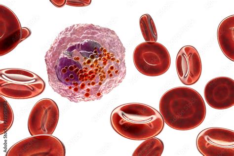 Eosinophil Isolated On White Background With Clipping Path 3d