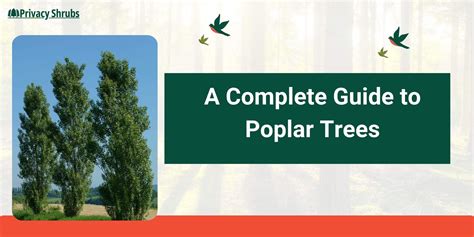 Tall Lombardy Poplar Trees For Sale Hybrid Poplar Tree