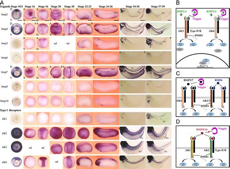 Figure From Dissecting BMP Signaling Input Into The Gene Regulatory Networks Driving