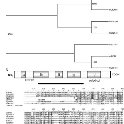Phylogenetic Analyses Domain Analysis And Predicted Amino Acid Download Scientific Diagram