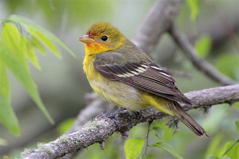 Western Tanager Juvenile