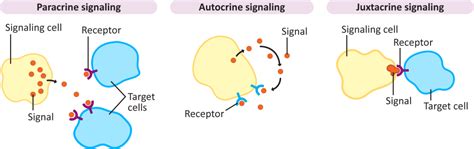 Cell Signaling Fundamentals Of Cell Biology
