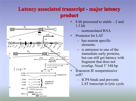 ppt latency lysogeny and symbiosis powerpoint presentation free