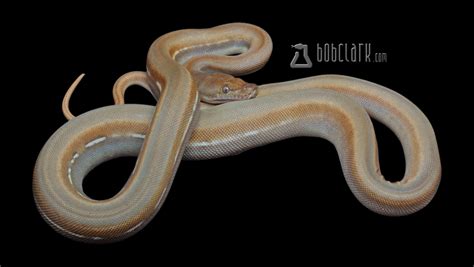 Pythons Available Bob Clark