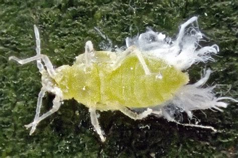 Prociphilus Fraxinifolii Plant Parasites Of Europe