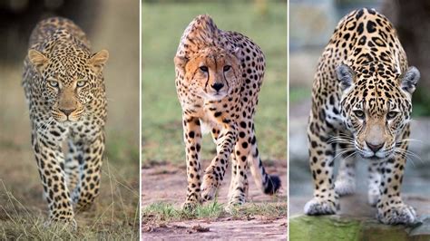 Cheetah Vs Jaguar Vs Leopard Spots Cheetah Vs Leopard Know About