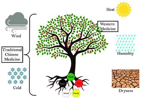 Metaphor Of The Tree Showing The Different Perspectives Between Western Download Scientific