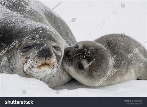 Antarctic Harp Seals