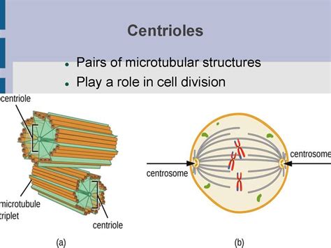Introduction To Biology Forms Of Life Biology Of The Cell Online