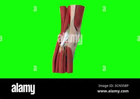 3 D Rendered Illustration Of The Human Bone Stock Video Footage Alamy