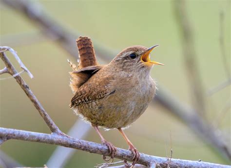 Solar Eclipse Reveals That Darkness Resets Birds Biological Clocks