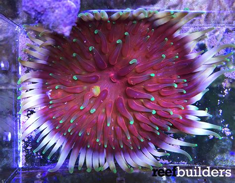 I Couldnt Resist This Gorgeous Red Long Tentacle Anemone Reef