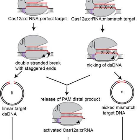 Cas12a Has Activated Non Specific Trans Dsdna Nicking And Degradation Download Scientific