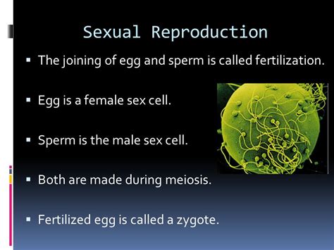 What Are Sex Cells Called Gay Porn Sharing