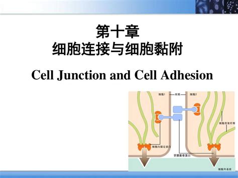 2015细胞连接与细胞粘附 Word文档在线阅读与下载 免费文档