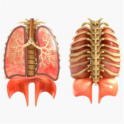 Modelo 3d Sección Transversal Del Pulmón Turbosquid 2189317