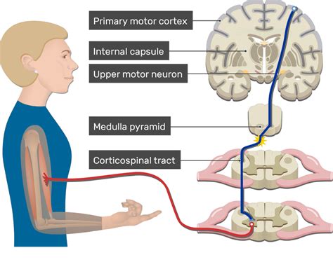 Lateral Corticospinal Tract Pathway