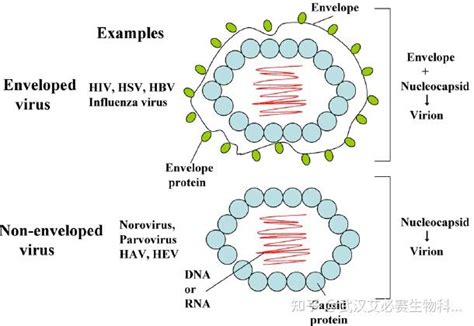 Abinscience病毒科普解码计划 第2期 有包膜 Vs 无包膜病毒：谁更容易“传染”？病毒结构决定传播力！ 知乎