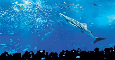 Okinawa Churaumi Aquarium