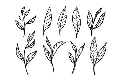 9700 Grafiken Lizenzfreie Vektorgrafiken Und Clipart Zu Teeblatt Istock