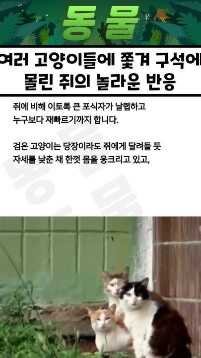 겁도 없이 쥐를 잡아먹으려고 했던 고양이의 놀라운 최후 Youtube